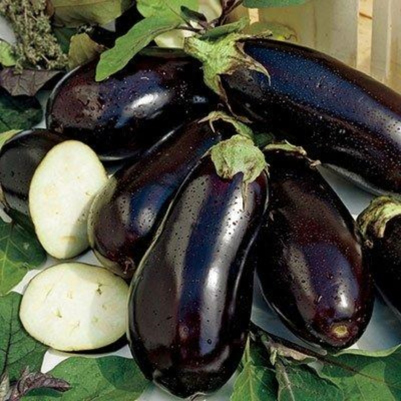 Dwarf Eggplant Seeds 200 Seed Easy Survival for Home Pots High-Yield ...