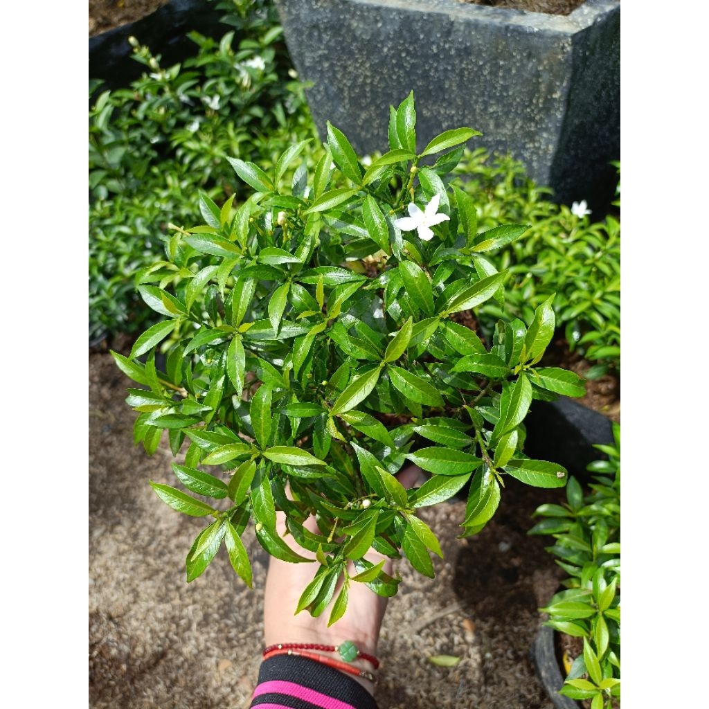 GREEN PANDAKAKI LIVE PLANT - Ornamental Bonsia / Serissa Japonica ...