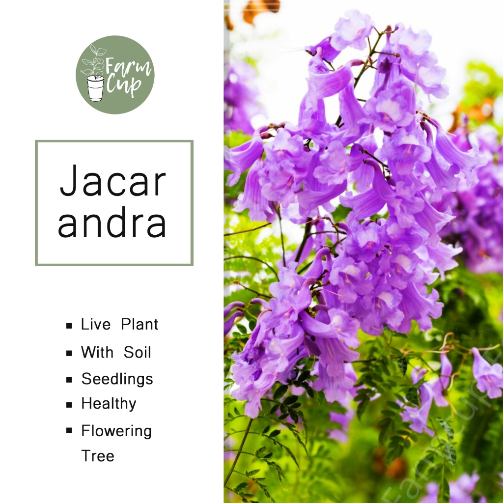 Jacaranda Tree (Seedlings) 26 to 36 inches tall | Shopee Philippines