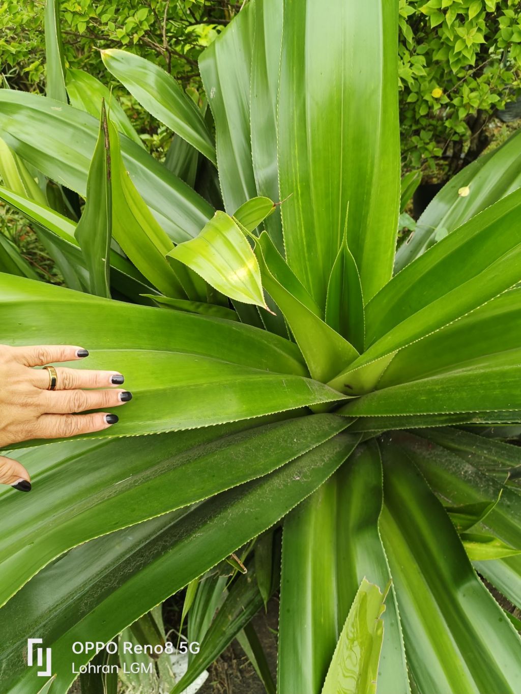 PANDANG LALAKE Seedlings 24 to 30 inchess tall | Shopee Philippines