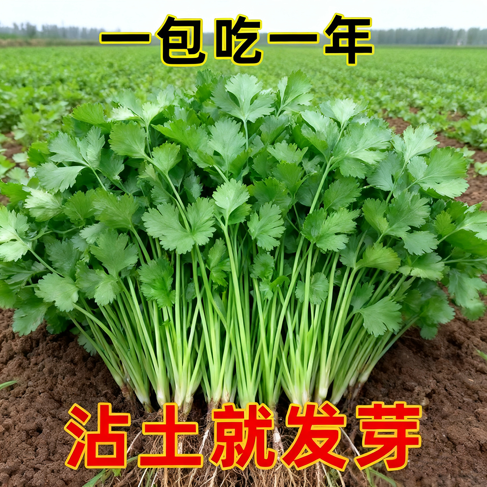 Cilantro / Wansoy / Coriander seeds (High Germination) 100seeds ...
