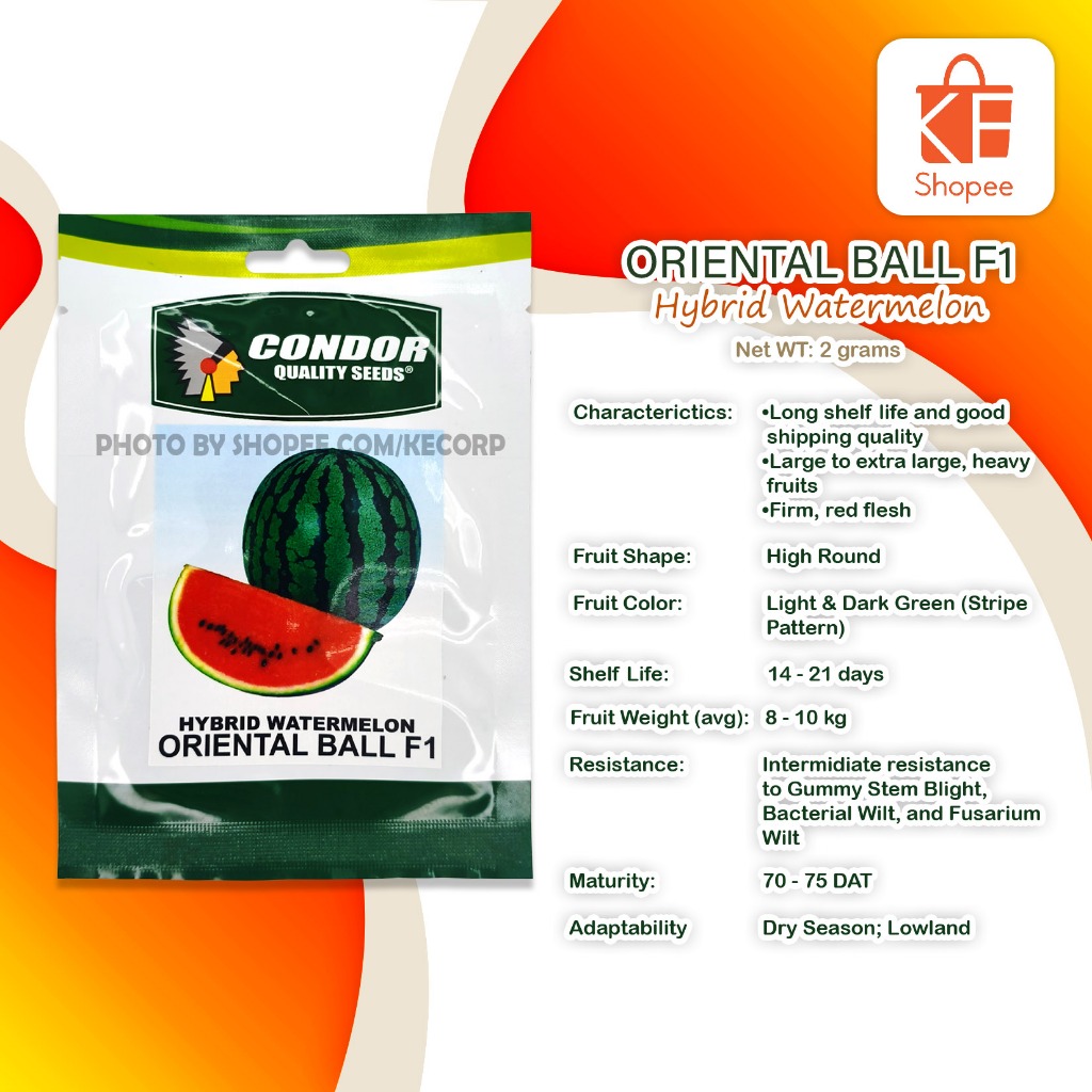 Condor Vegetable Seeds Watermelon Oriental Ball F1 kcS11207 | Shopee ...