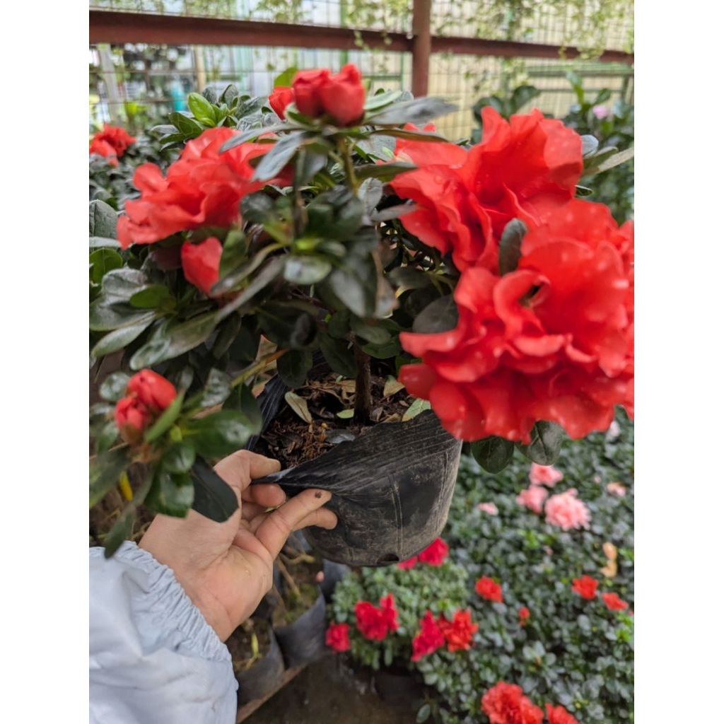 Azalea Red Pots & Planters | Shopee Philippines