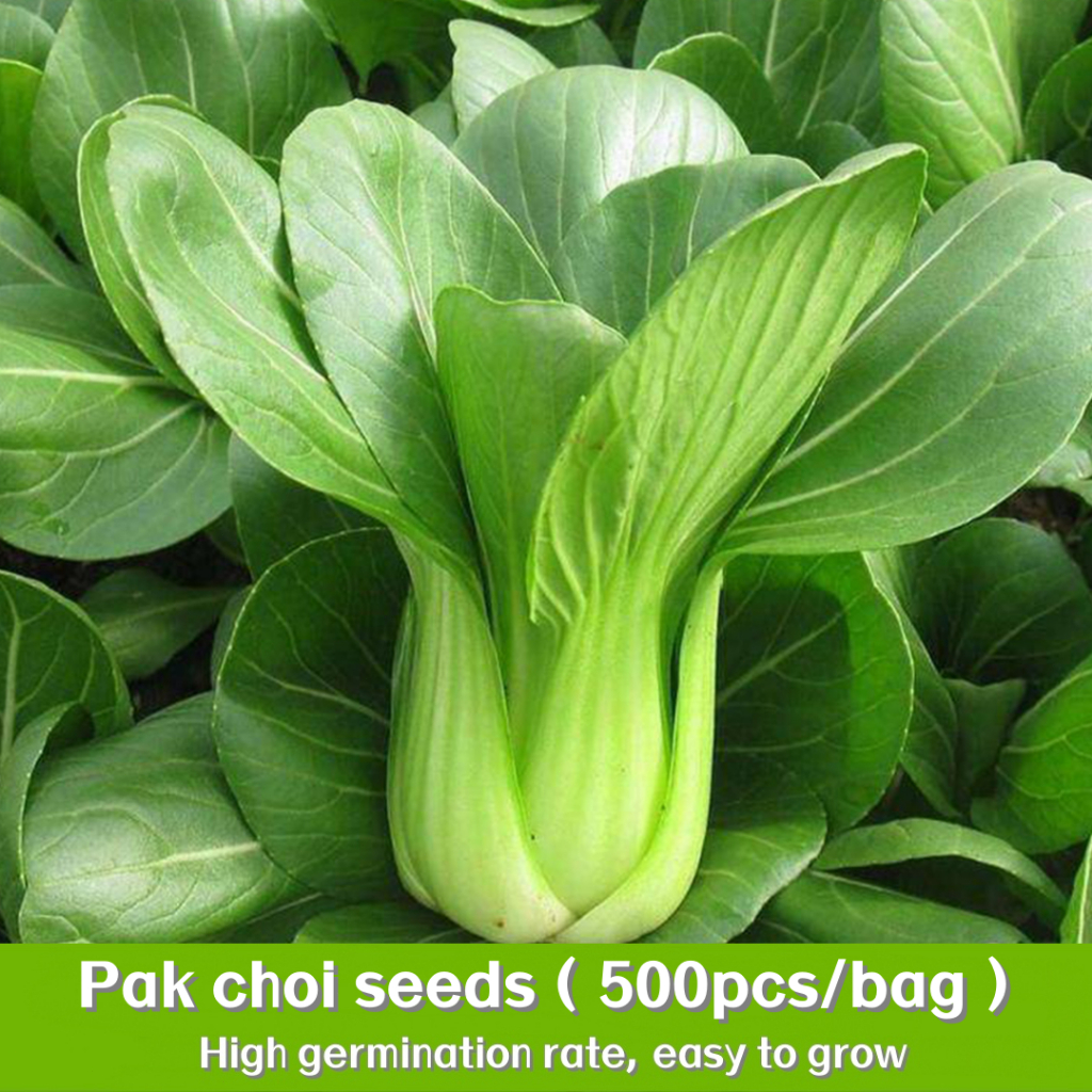Pak choi seeds-(500seeds) SUPER PREMIUM PACK Bok Choy Vegetable Seeds ...