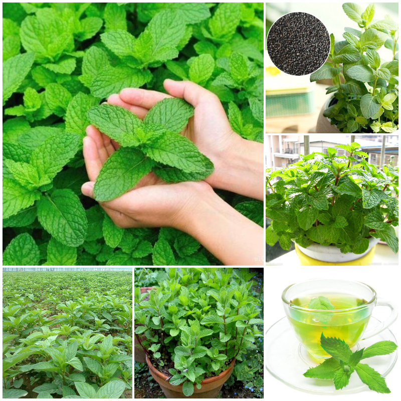 100seeds/pack Peppermint Seeds Herb Seeds for Planting Potted Edible Mint Herbs Seeds | Shopee ...