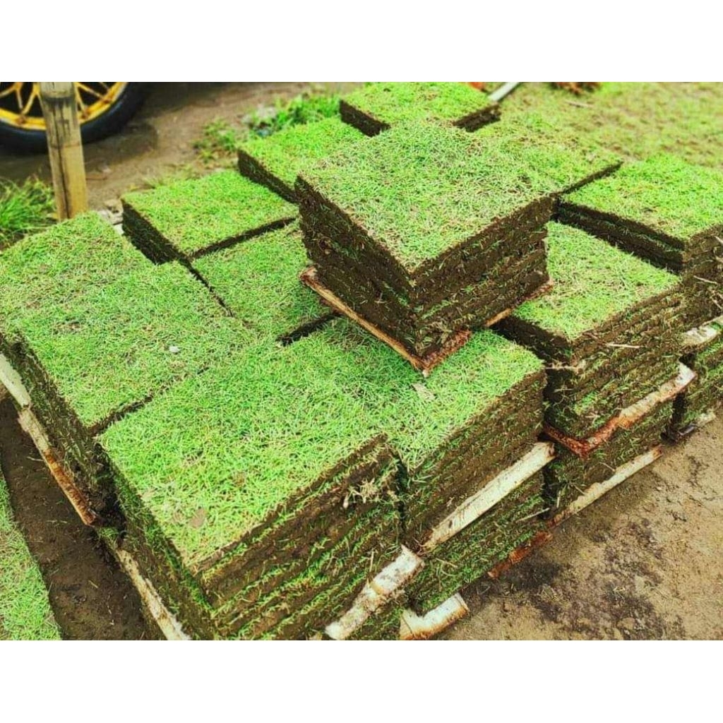 Shop bermuda grass for Sale on Shopee Philippines
