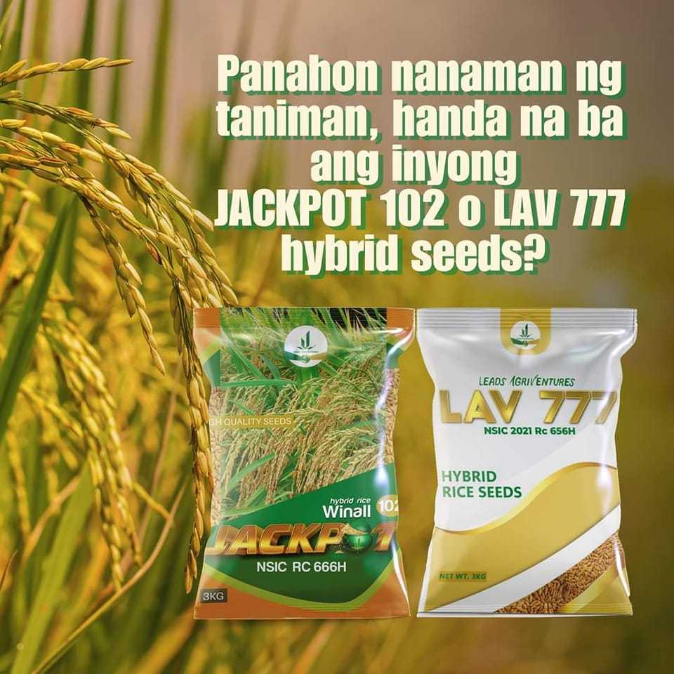Leads - Hybrid Rice Seeds (3kg) | Shopee Philippines