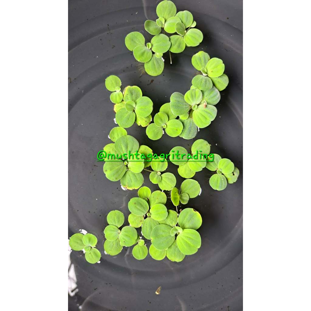 WATER LETTUCE / SMALL 5 PCS. / AQUATIC FLOATING PLANTS / NATURAL WATER ...
