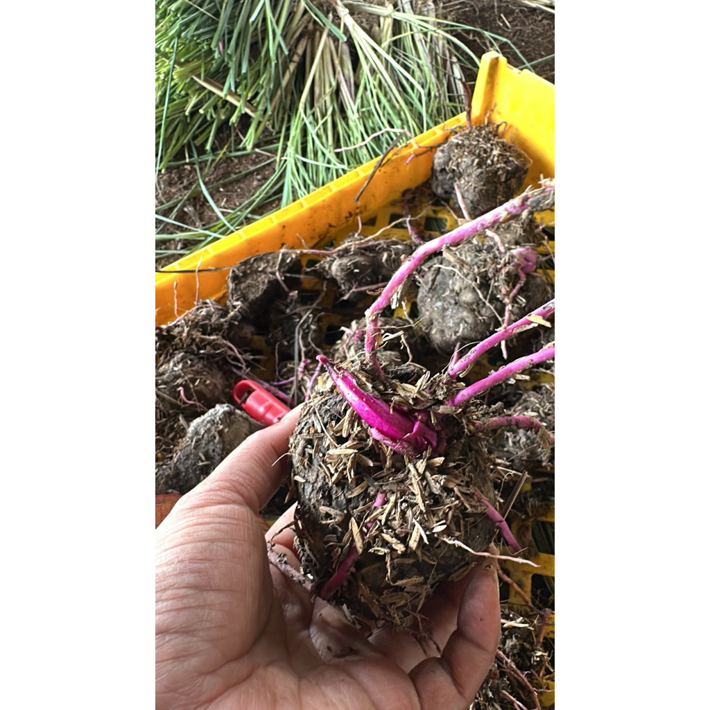 UBE/purple yam SETTS, kinampay variety Planting materials (may sibol na ...