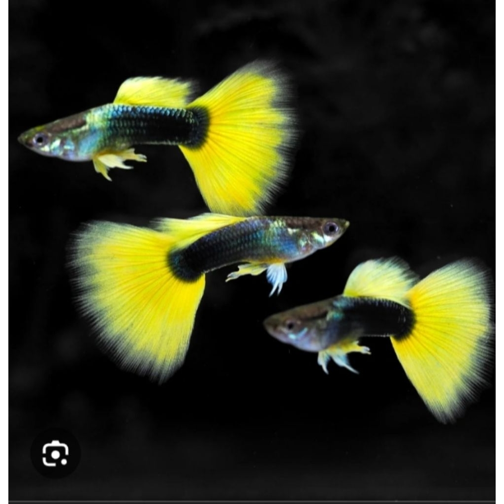 AKRE/Fullgold/HB white/HB Yellow/HB Red Rosetail/Pdert trio guppy& fish ...