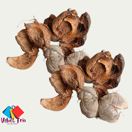 coconut husk - Best Prices and Online Promos - Jun 2026 | Shopee ...