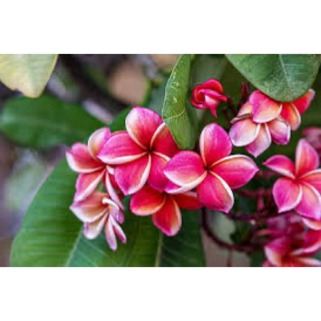 Shop kalachuchi for Sale on Shopee Philippines