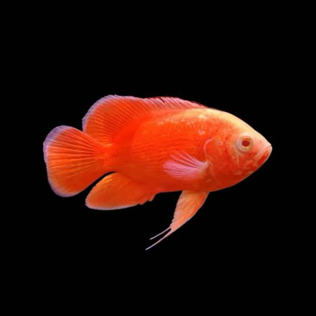 Sponge Filter for Aquarium Nemo, Chilli, and Lemon Osc | Shopee Philippines