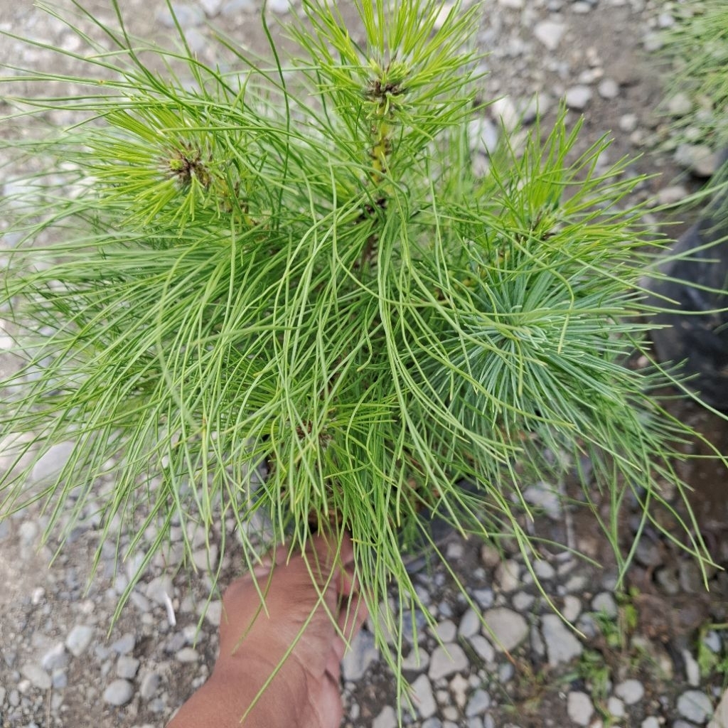 baguio-benguet pinetree(more or less 1ft/multi stem) | Shopee Philippines