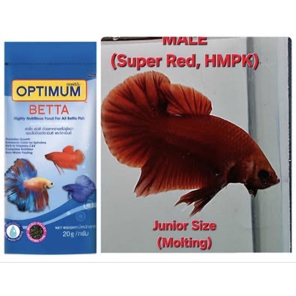 Shop betta fish for Sale on Shopee Philippines