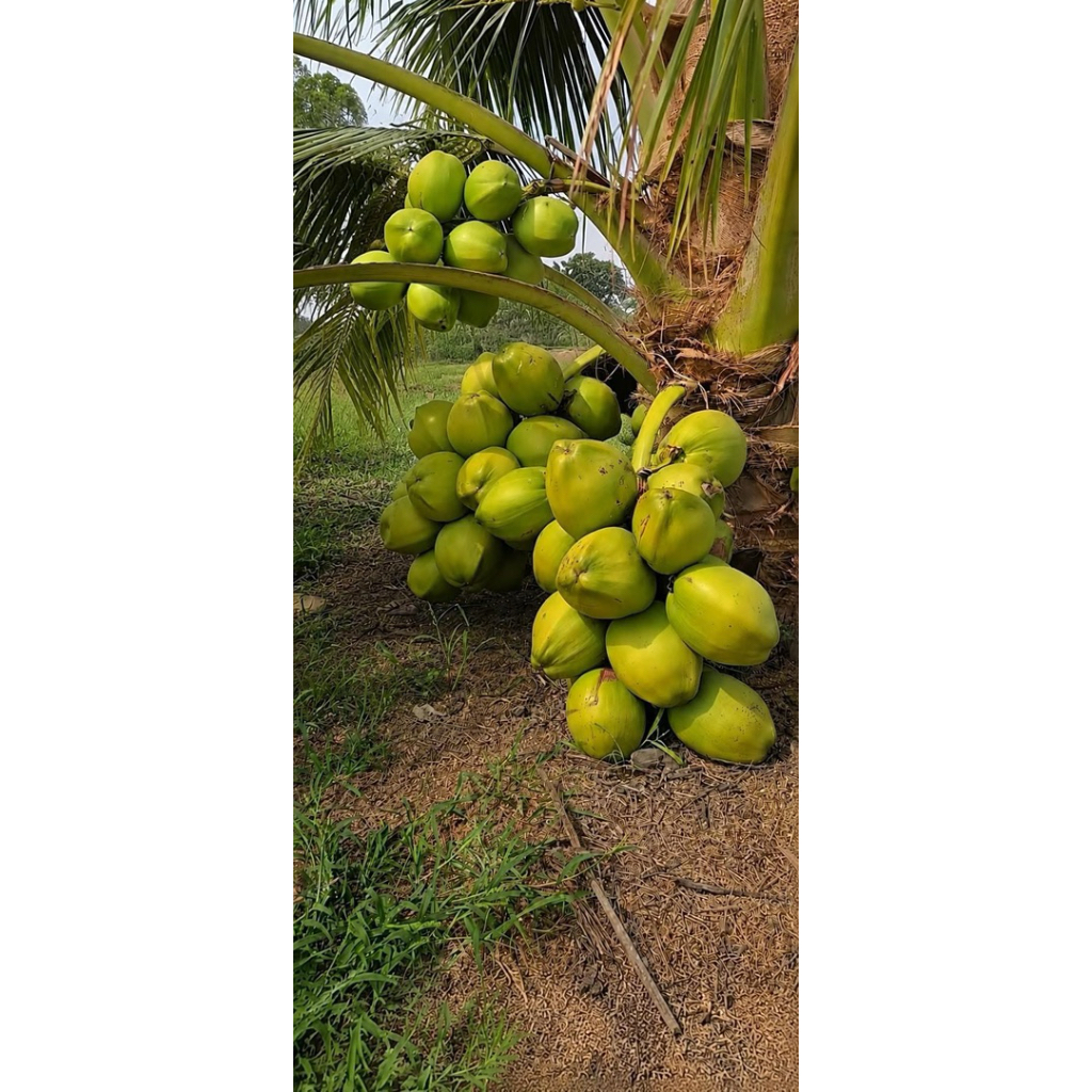 2pcs DWARF COCONUT TACUNAN VARIETY | Shopee Philippines