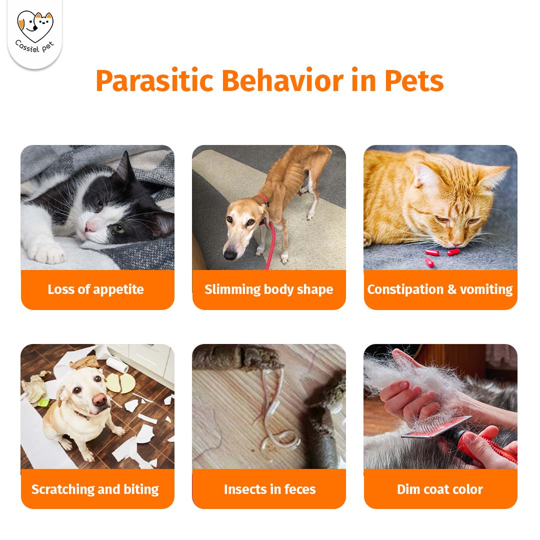 Cassiel Pet Albendazole Deworming Tablet For Nematocide Dewormer, Worm ...