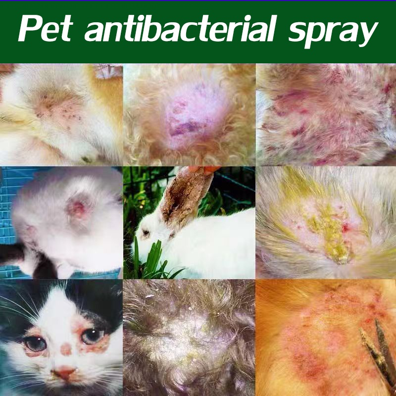 Dog Ointment For Skin Disease Gamot Sa Galis Ng Aso Healing Wounds ...