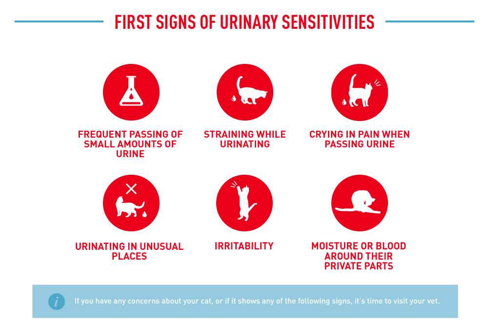 Royal Canin SET 2 Urinary Care 2kg Adult Dry Cat Food (FREE 1 RC ...