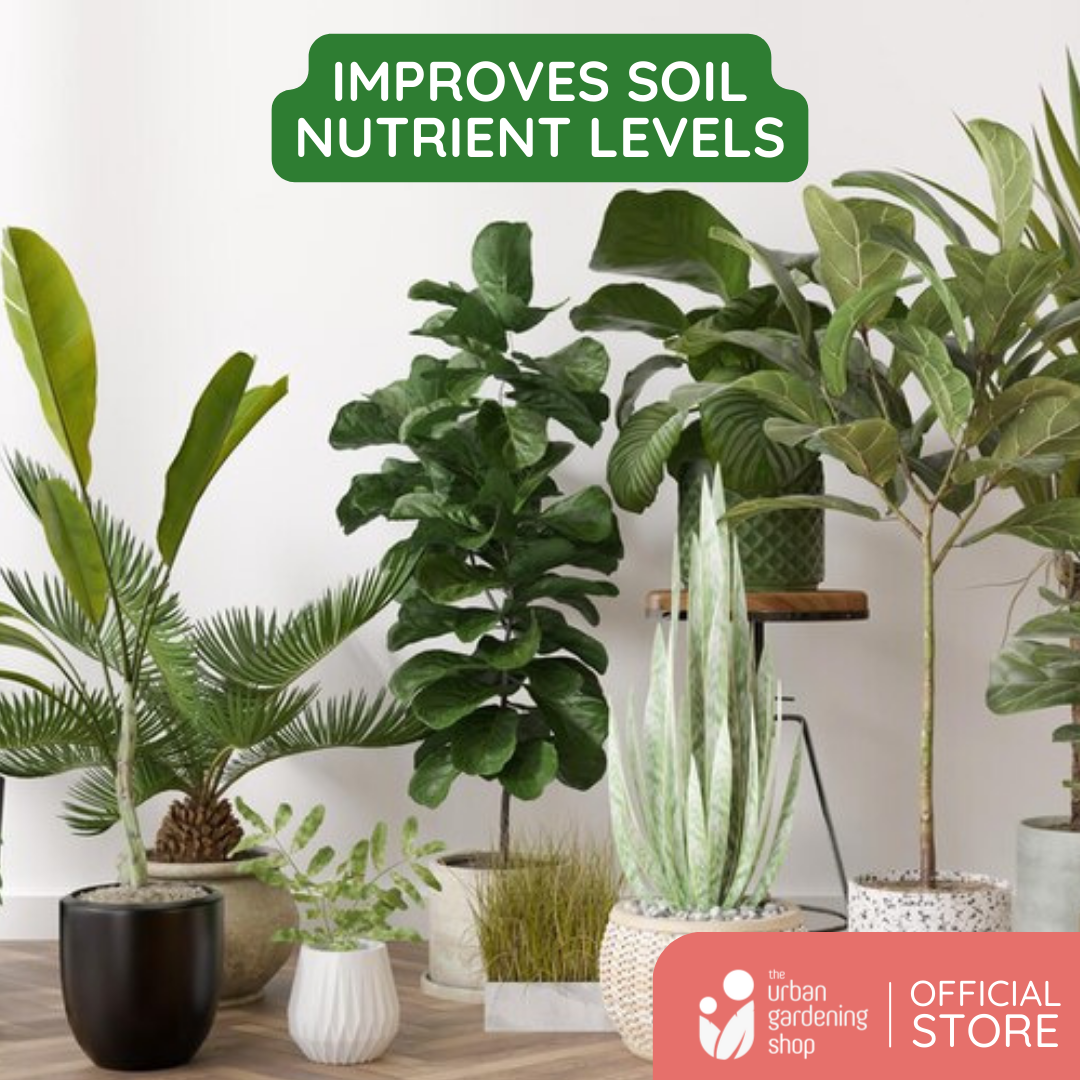 THE URBAN GARDENING SHOP 8- liter Dried Acacia Leaves for Mulching ...