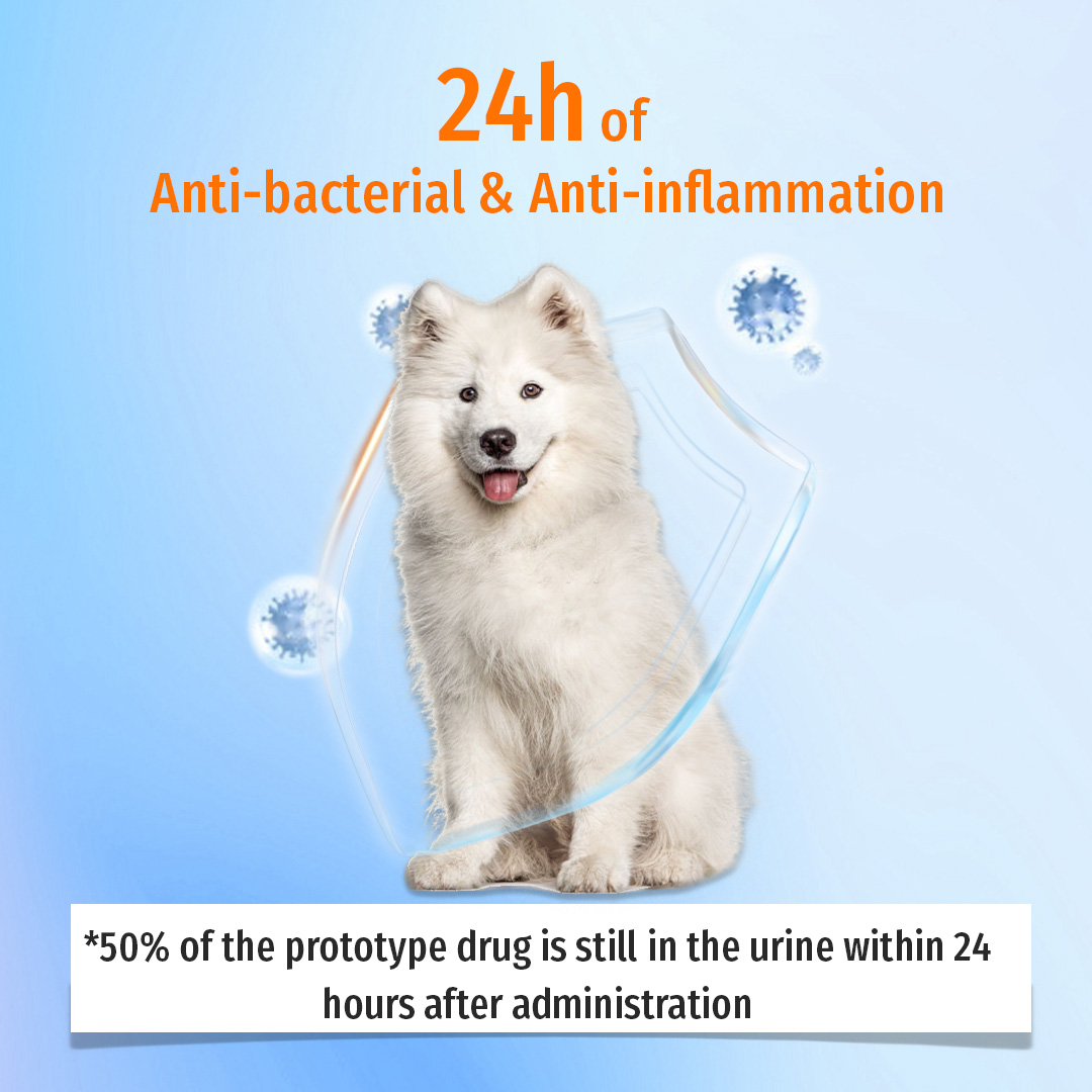 CASSIEL PET Anti-Inflammatory Drugs For Skin Ulcers,Increased Ear ...