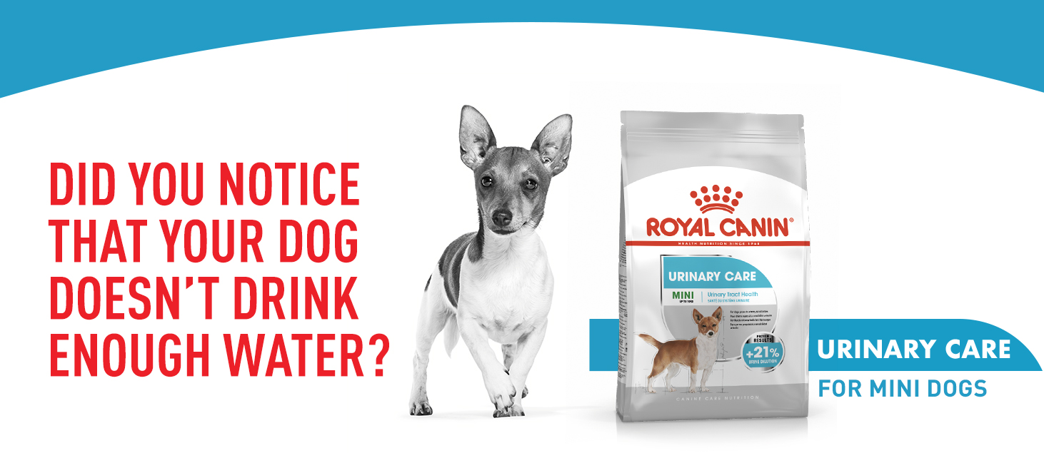 Royal Canin Mini Urinary Care 1kg Adult Dry Dog Food - Canine Care ...