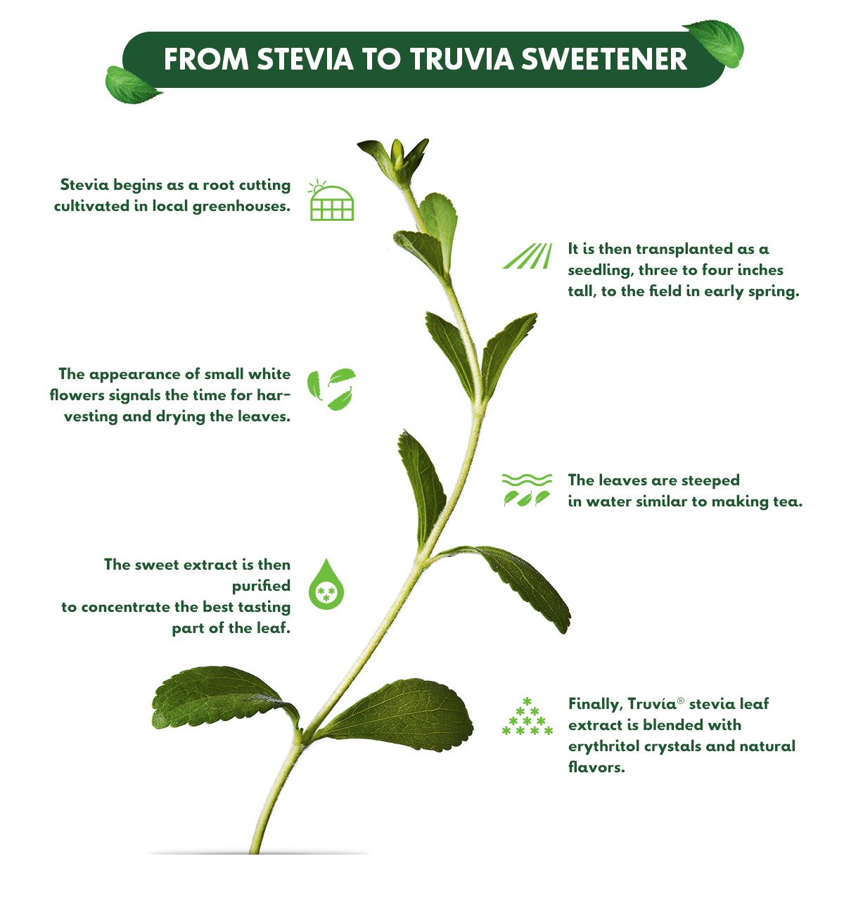 Truvia® Stevia Leaf Sweetener, 2 Jars x 280g, Zero Calories, Sugar-Free ...
