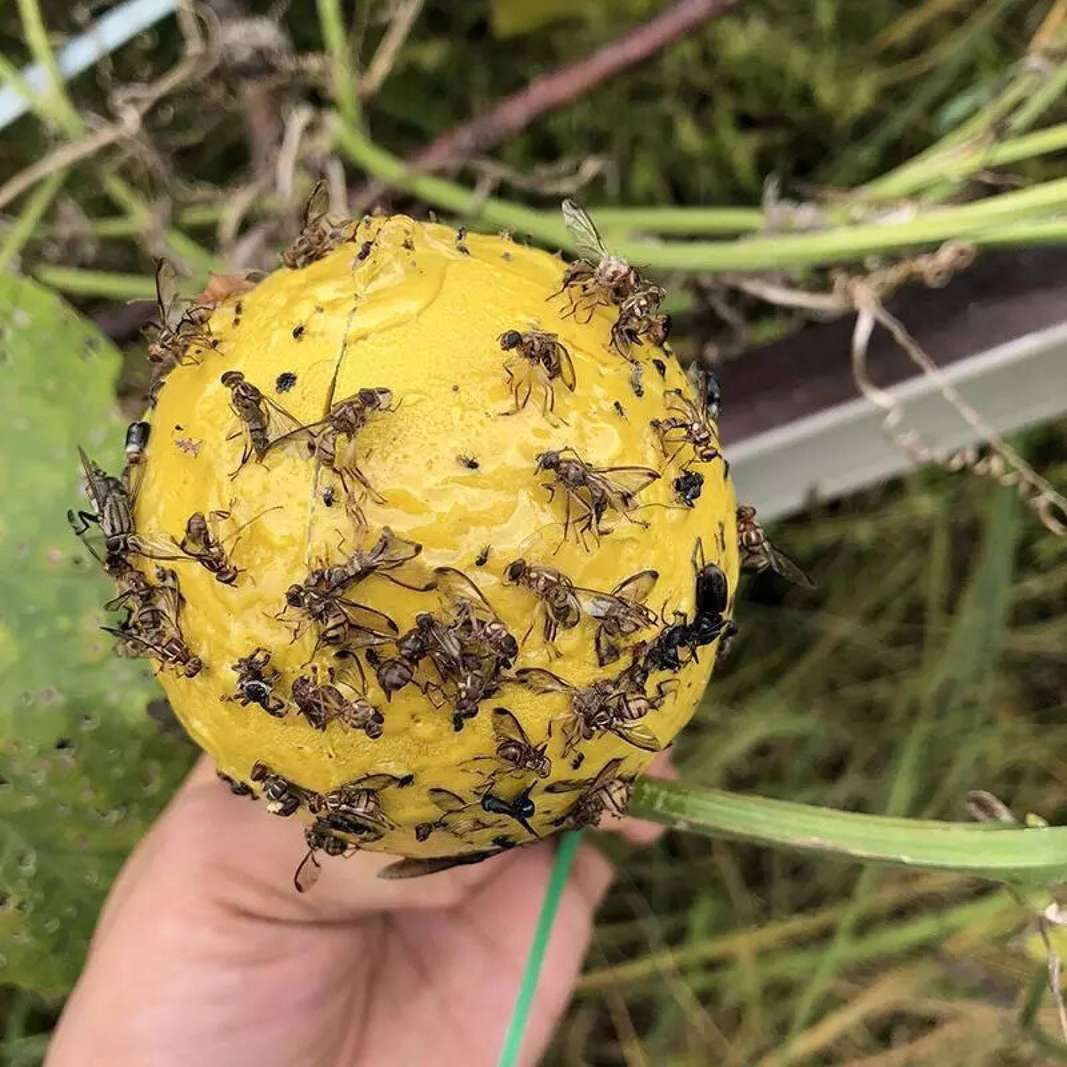 Strong FliesTrap Ball Bugs Sticky spray Fruit Fly Catcher Sticky Trap ...