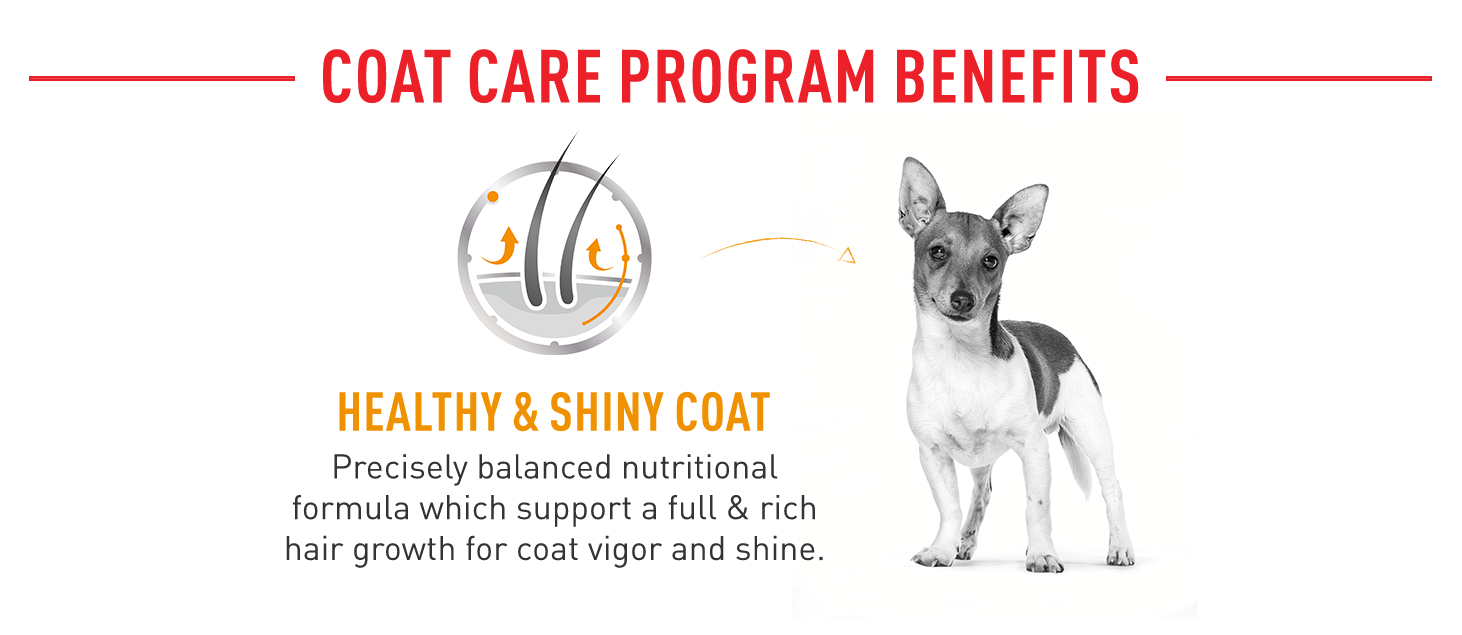 Royal Canin Coat Loaf 12's Adult Wet Dog Food (85G x 12 POUCHES ...