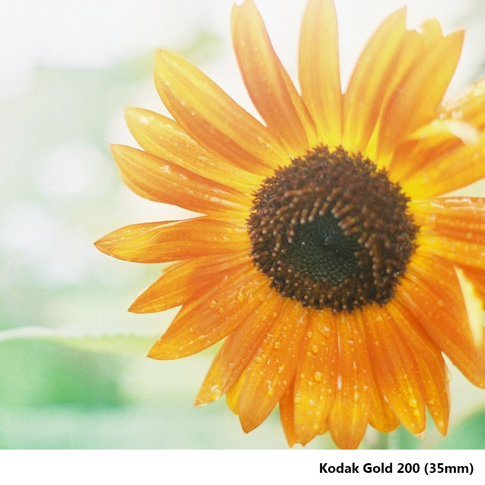 KODAK ColorPlus 200 Gold 200 Ultramax 400 135 35mm Color Negative Film ...
