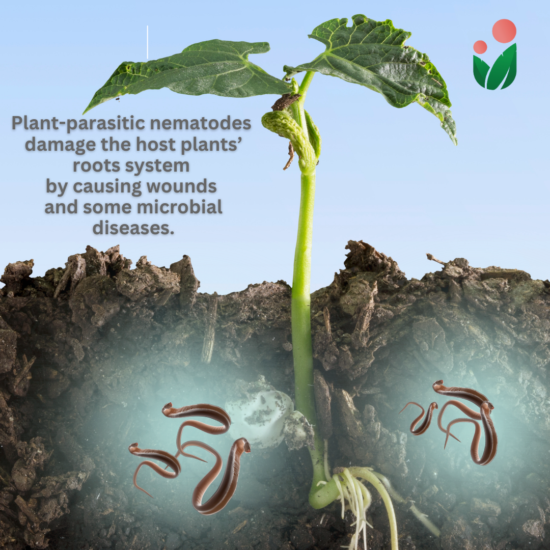 THE URBAN GARDENING SHOP Bye Bye Nematodes - All-Natural Method to ...