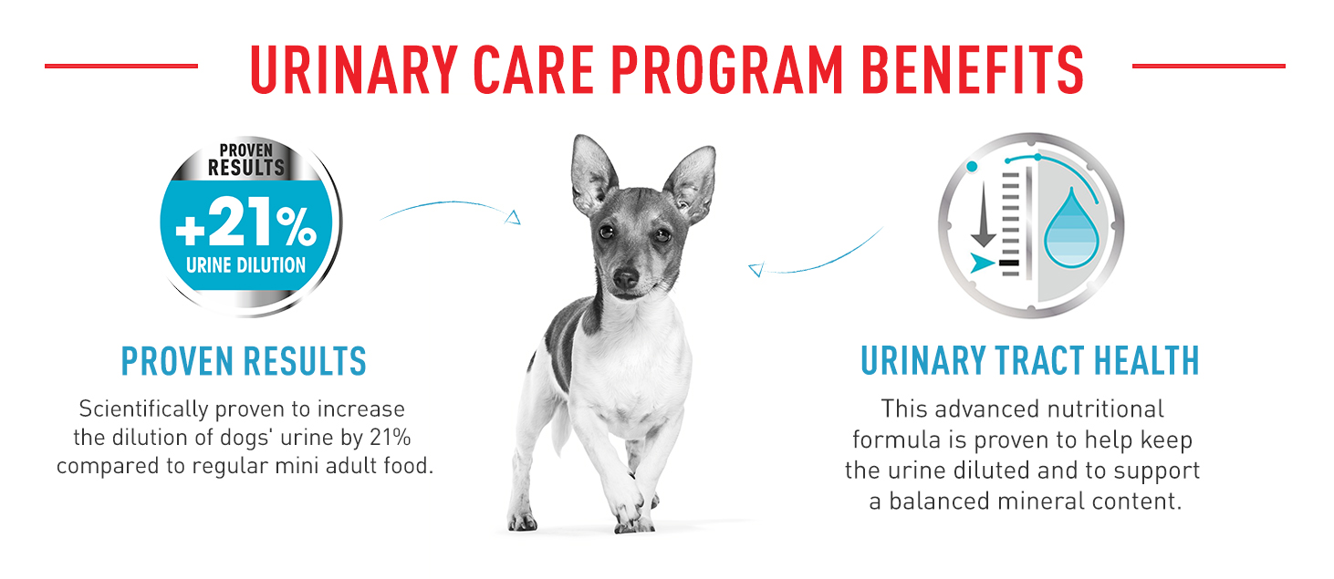 Royal Canin Mini Urinary Care 1kg Adult Dry Dog Food - Canine Care ...