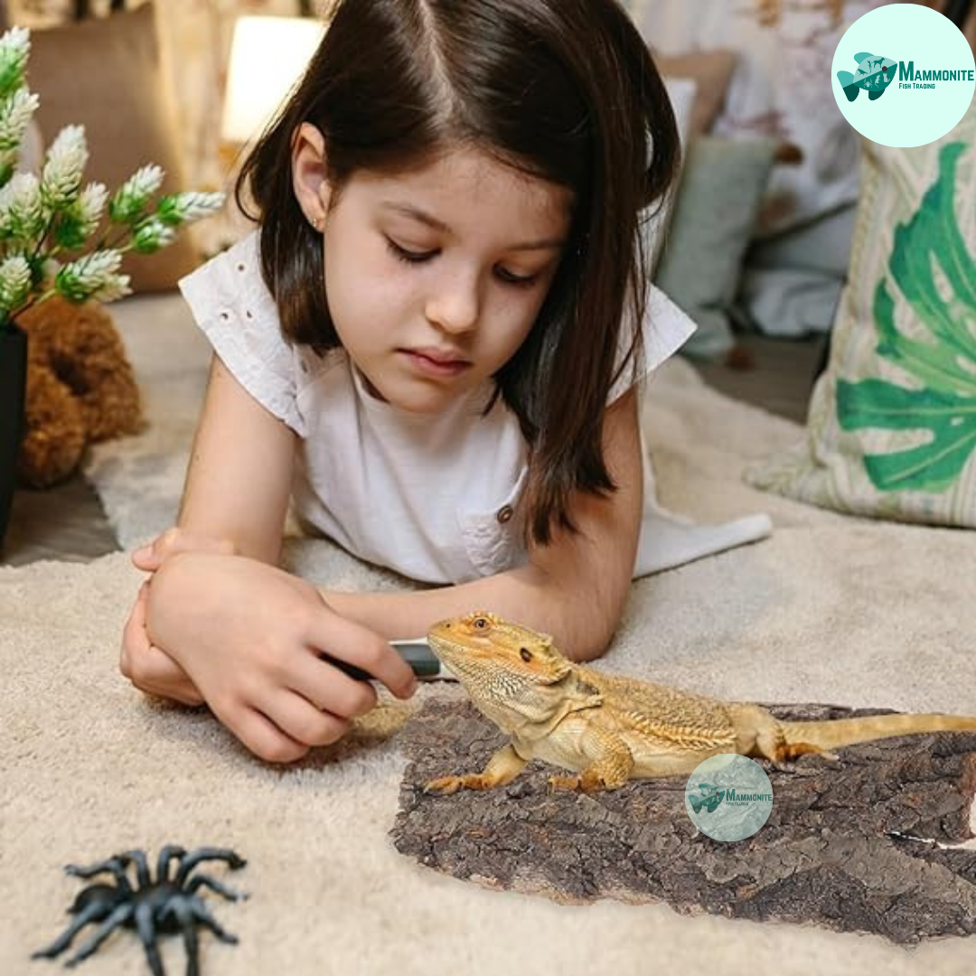 Reptile Cork Bark Natural Cork Bark Tarantula Hideout log 15 cm x 20 cm ...