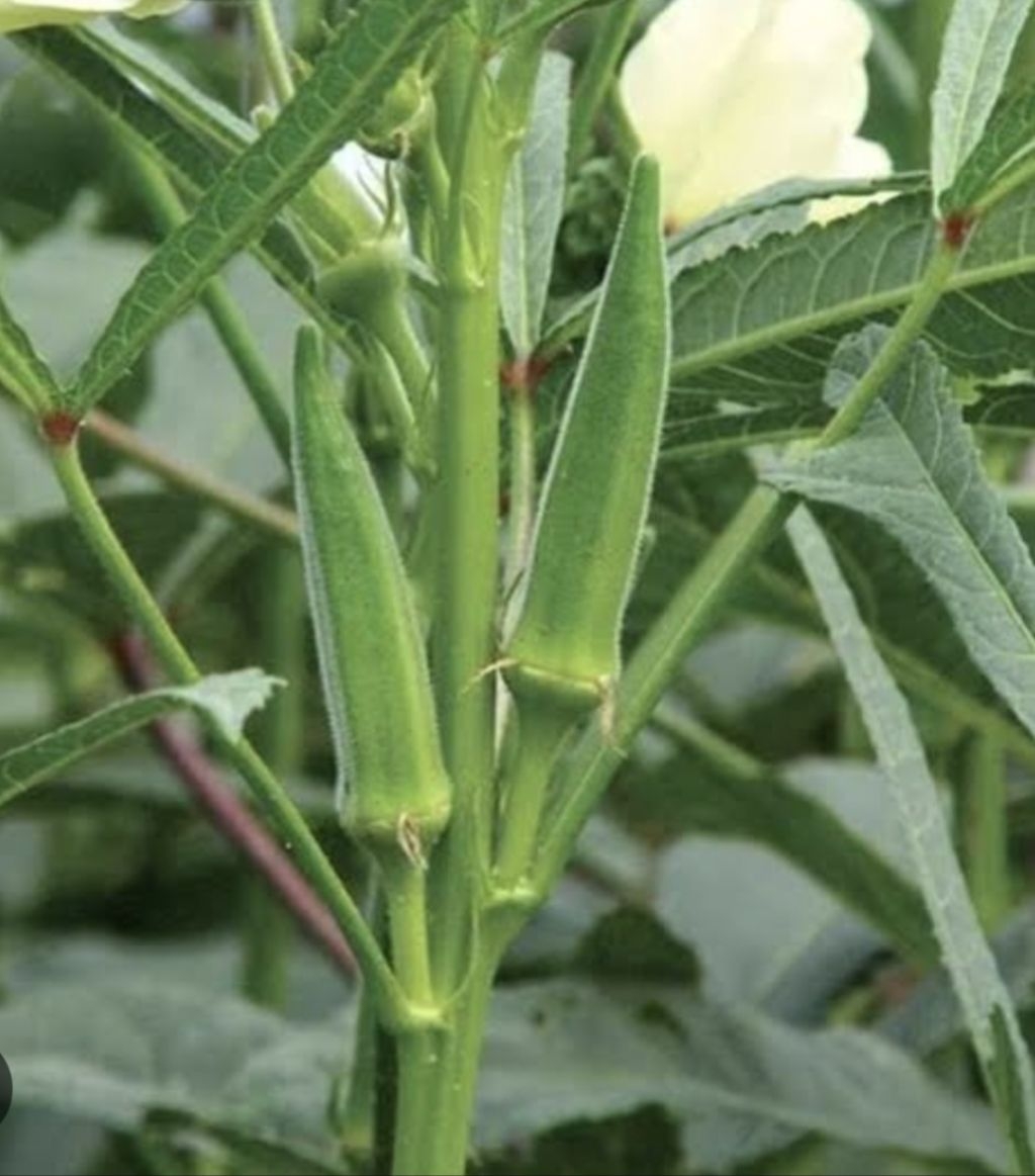 OKRA SMOOTH GREEN 10g KANEKO SEEDS VEGETABLE GULAY HOME GARDENING ...