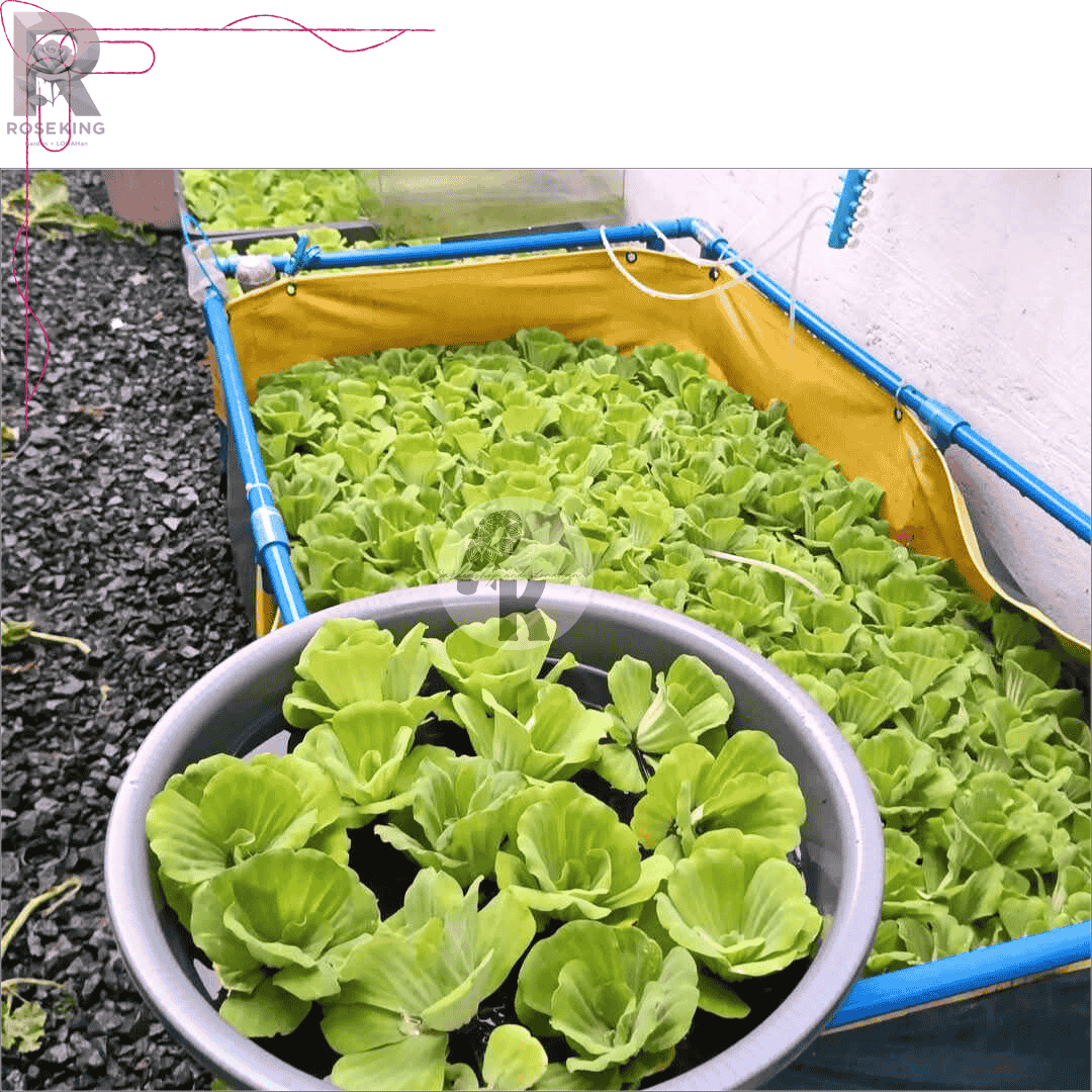 4x2x1feet AZOLLA POND/BED crayfish tank LONA TRAPAL TRApond heavy duty ...