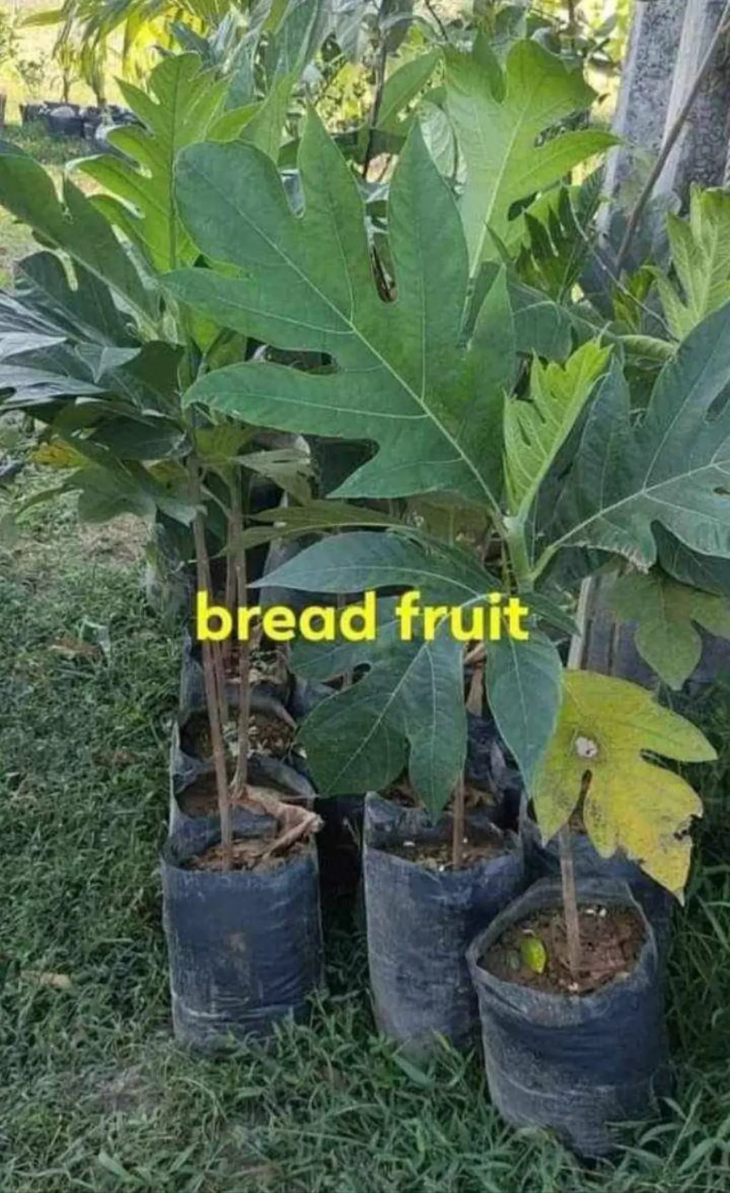 Breadfruit Rimas Artocarpus Altilis Seedlings | Shopee Philippines