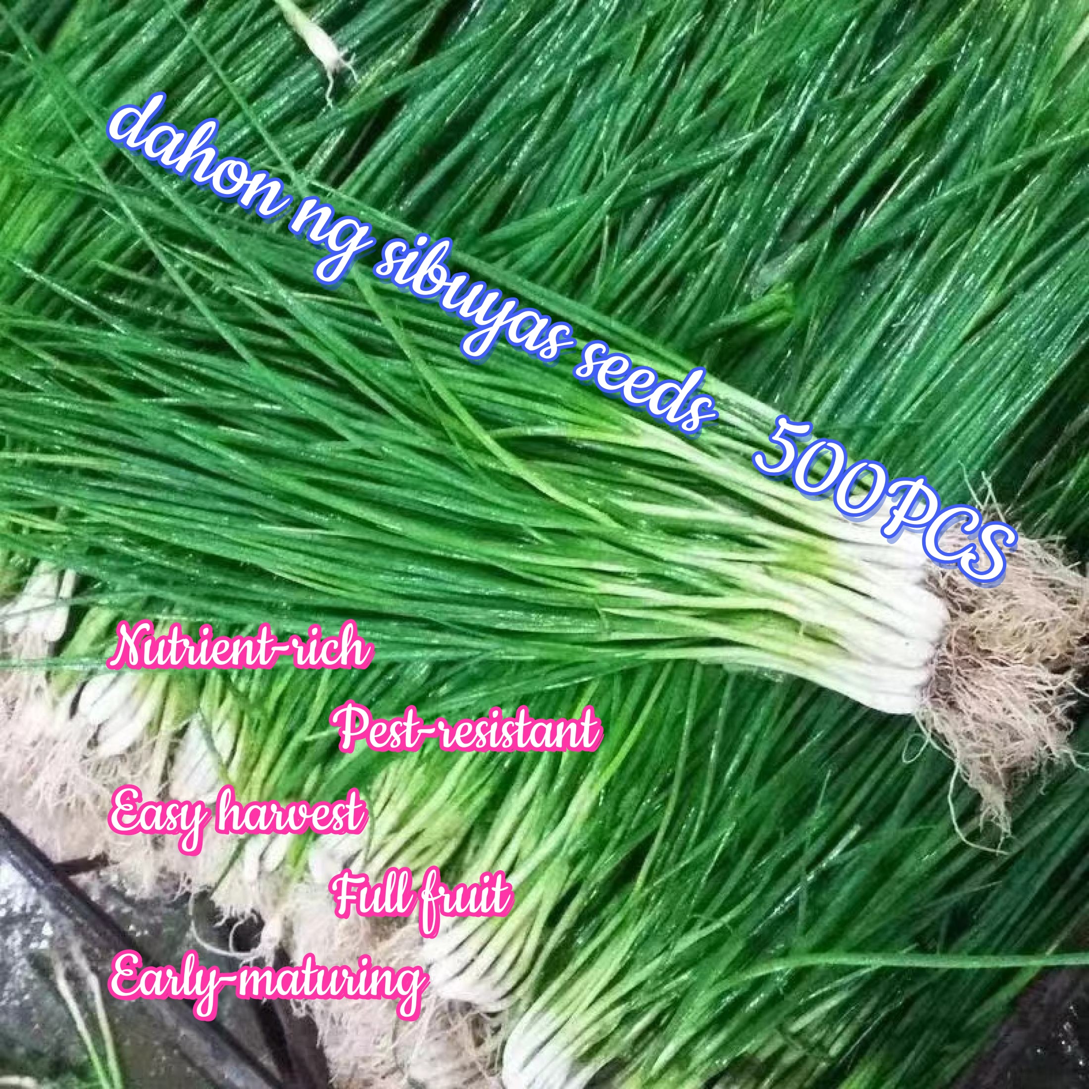 (500 SEEDS) DAHON NG SIBUYAS/BUNCHING ONION /JAKKOU VARIETY/EASY TO ...