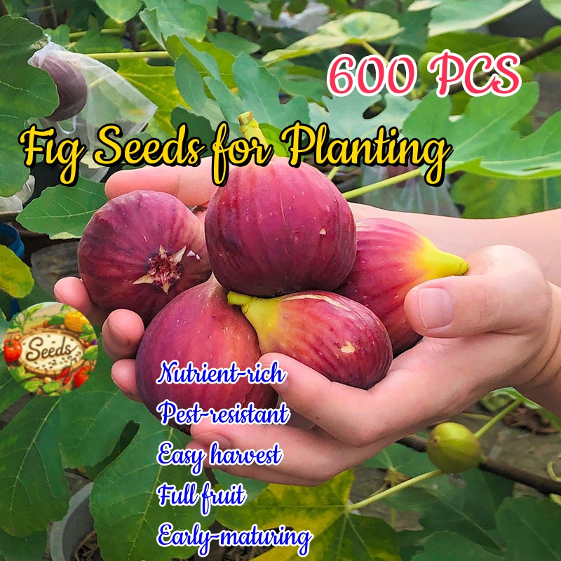 Fresh Dwarf Fig Tree Seeds for Planting Fruits (Fast Growing 600 Seed ...