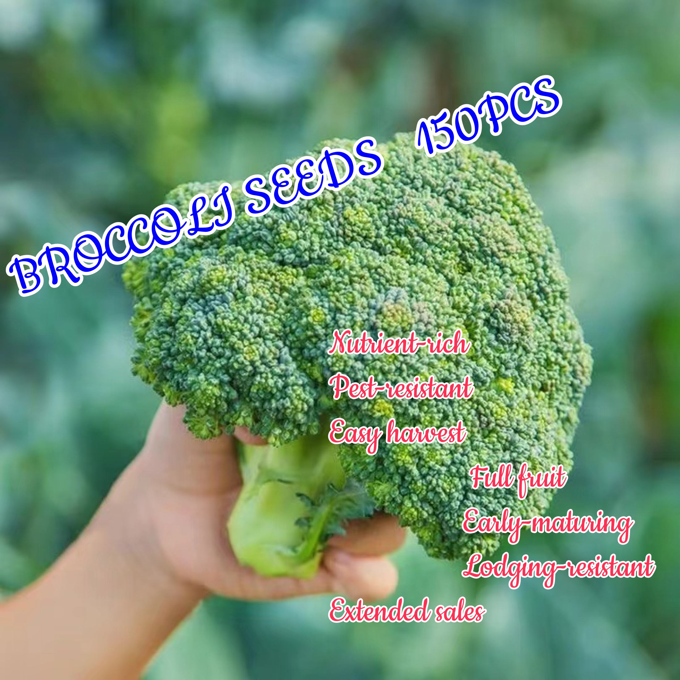 Broccoli Sprouting Seeds(150seeds High Germination) | Shopee Philippines