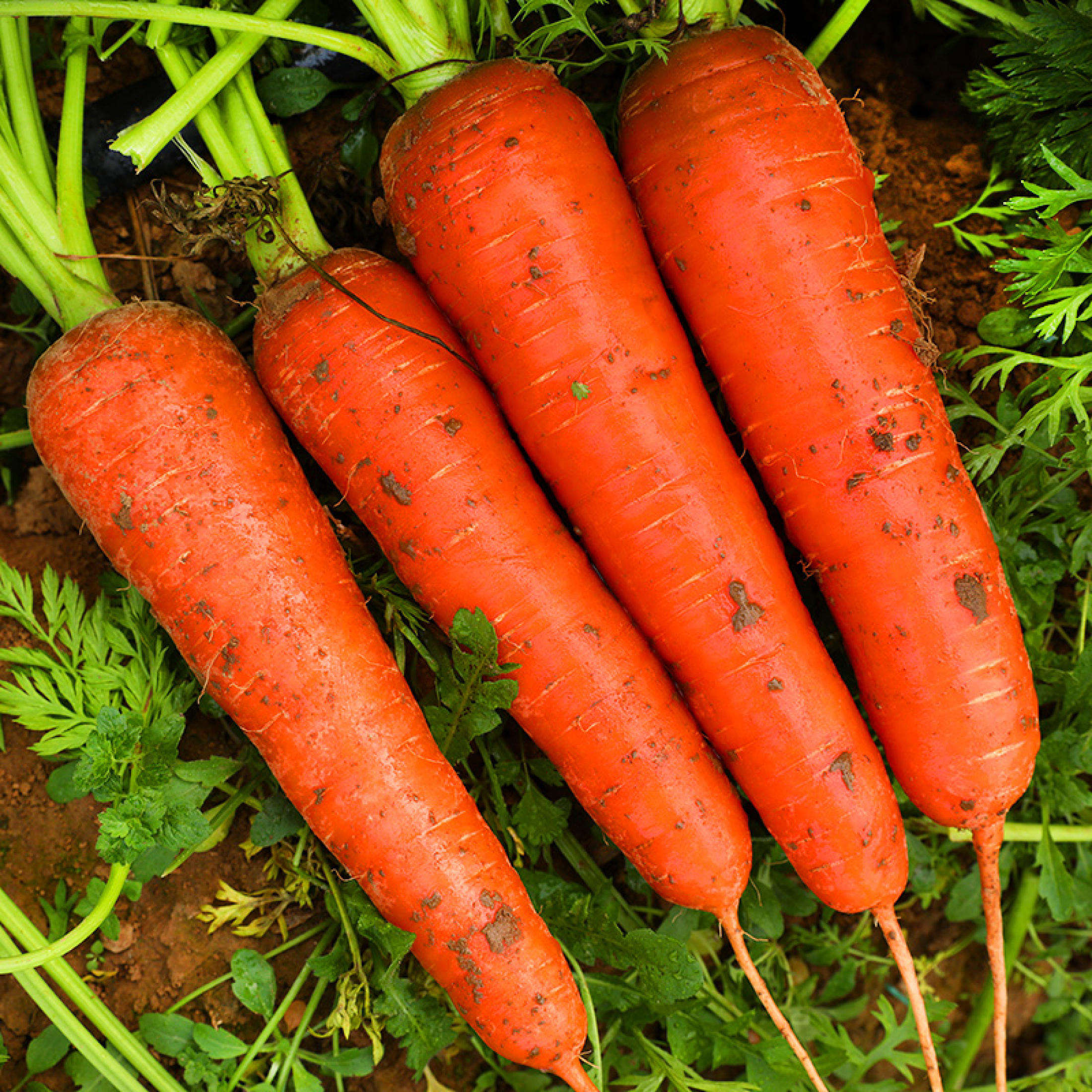 1000seeds/pack KURODA CARROT SEEDS - Carrots Seeds (High Germination ...