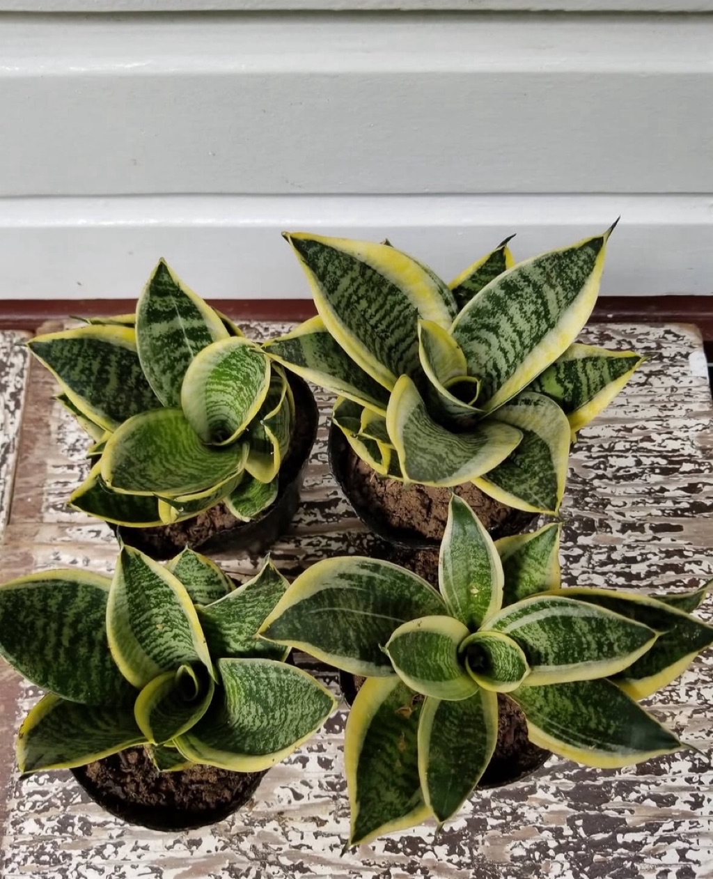 ELEGANT DWARF SNAKE 100 PESOS - AIR PURIFYING IN 10 CM POT - NEW ...