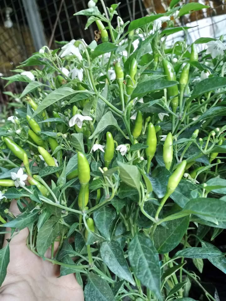 BUY 1 GET 1 FREE SILI LABUYO LIVE PLANT (NOT Seeds) with FREE garden ...