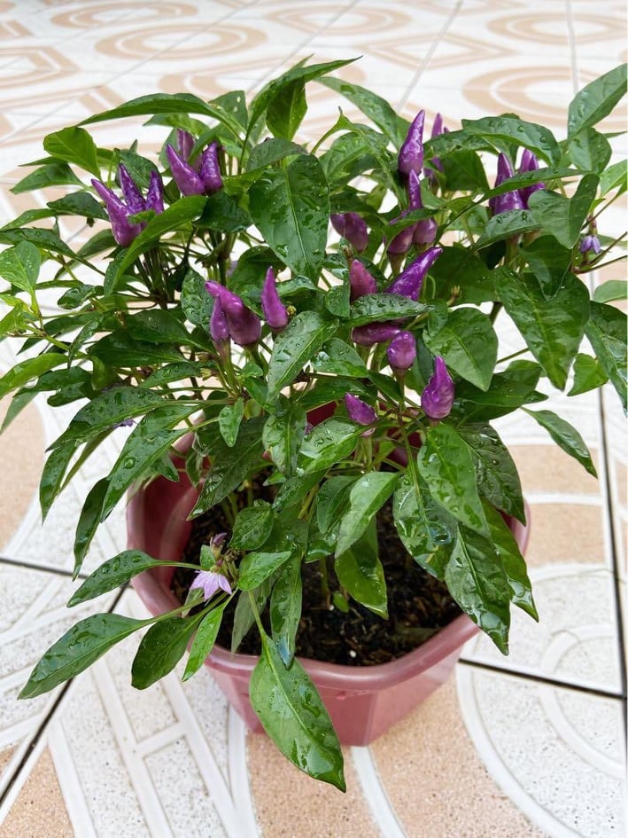 BUY 1 GET 1 FREE MALAYSIAN SILI LIVE PLANT (NOT Seeds) with FREE garden ...