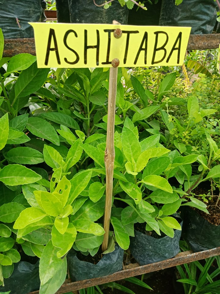 [BAGSAK PRESYO] BUY1 TAKE1 ASHITABA GYNURA (Not Seeds) With Free garden ...