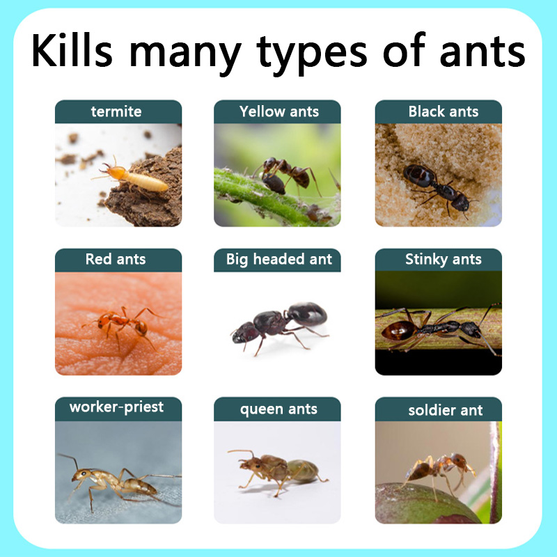 Kill 10,000 Ants Ant Killer Bait 10 Tablets in 1 Box Ant Bait | Shopee ...