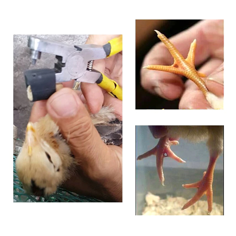 3 in 1 Gamefowl Kit Chicks toe puncher+Chicken Rooster nose marker ...