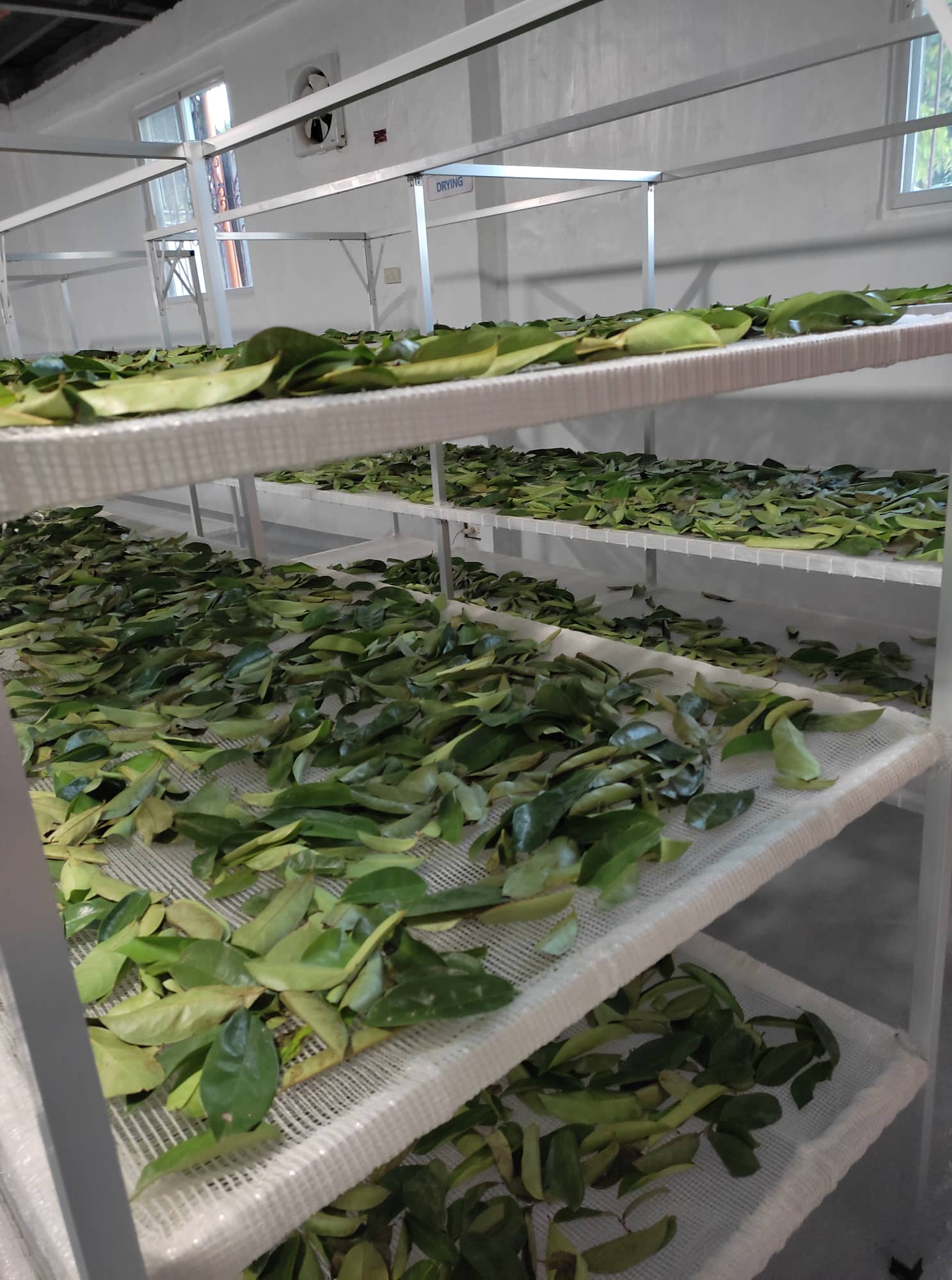 Guyabano leaves 40g 80-120pcs dried dehydrated pure natural organic ...