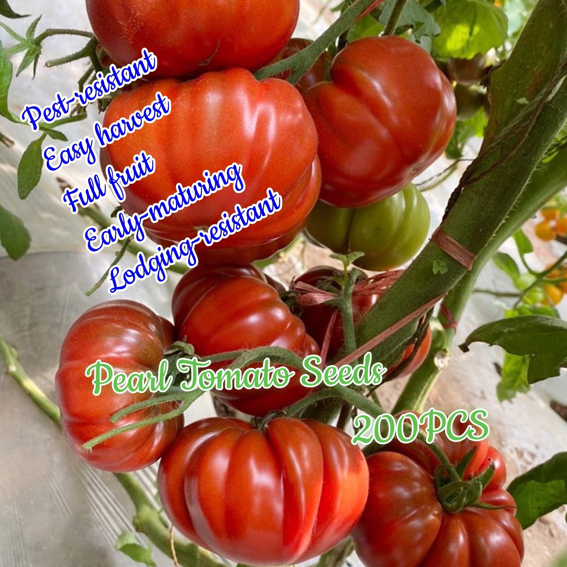 PEARL TOMATO / (200 seeds) BEEF STEAK TOMATO | Shopee Philippines