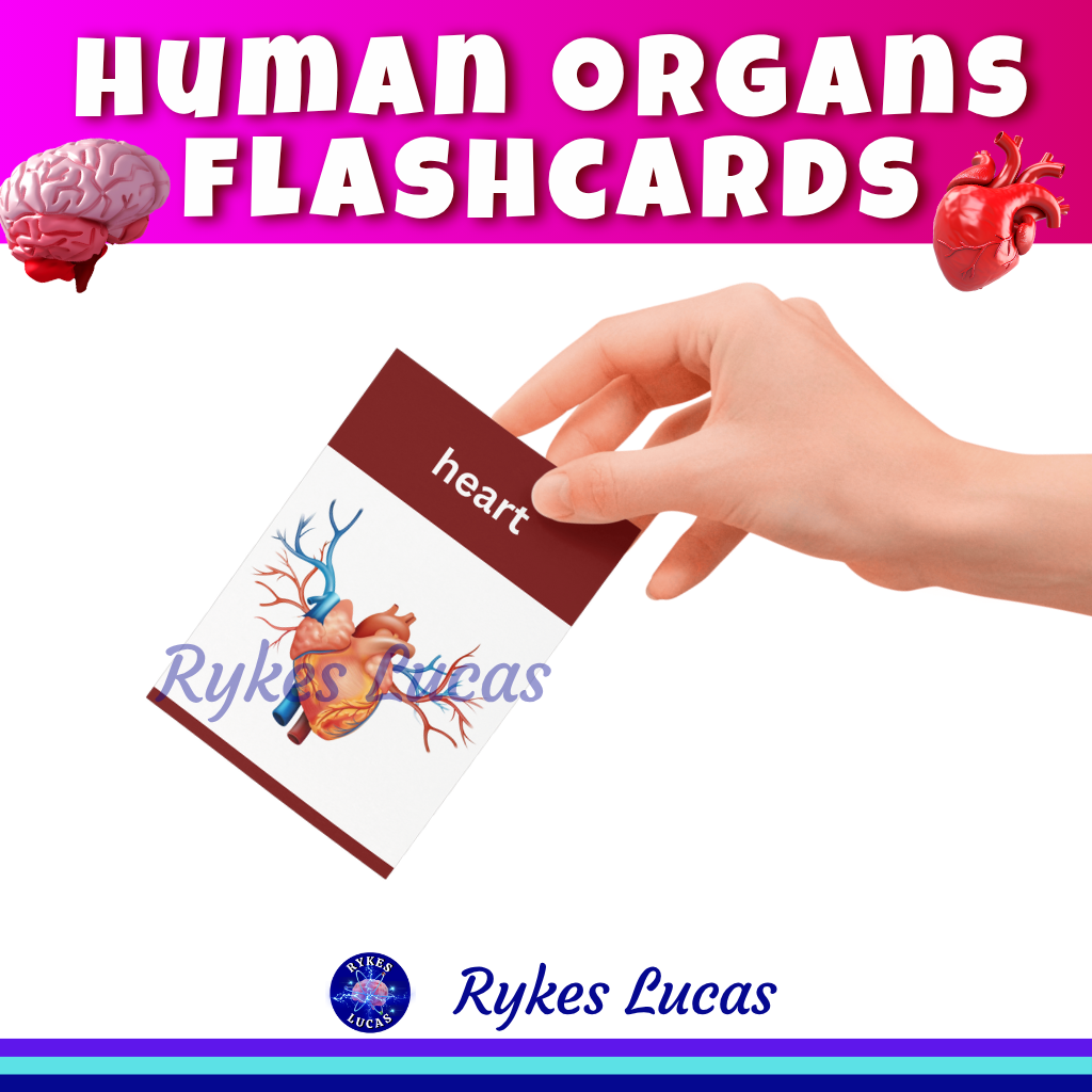 HUMAN ANATOMY INTERNAL ORGANS LAMINATED KIDS EDUCATIONAL FLASHCARDS ...