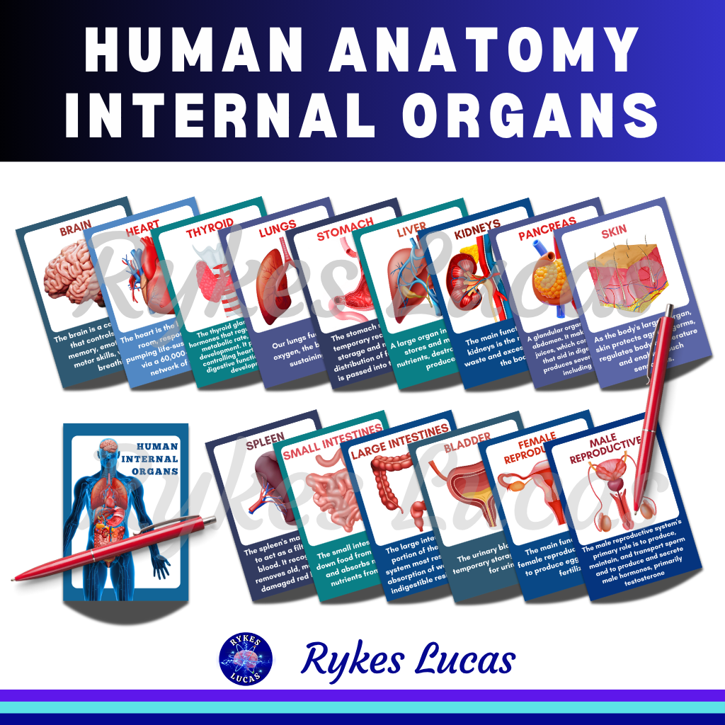 HUMAN ANATOMY INTERNAL ORGANS LAMINATED KIDS EDUCATIONAL FLASHCARDS ...